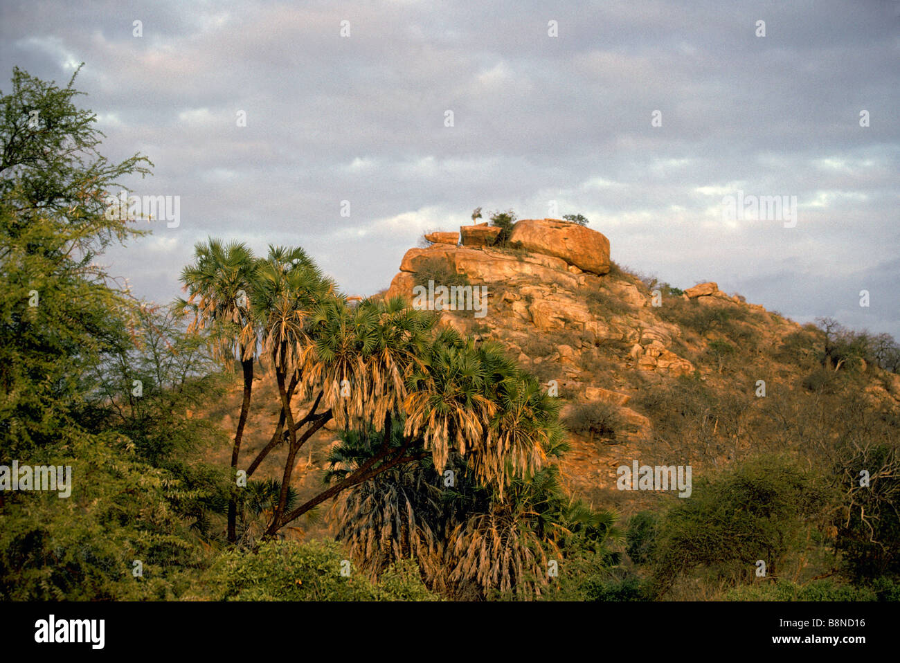 Palmier doum est africain Banque de photographies et d’images à haute ...