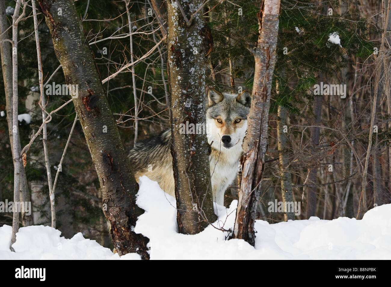 Portrait de loups Banque de photographies et d’images à haute ...