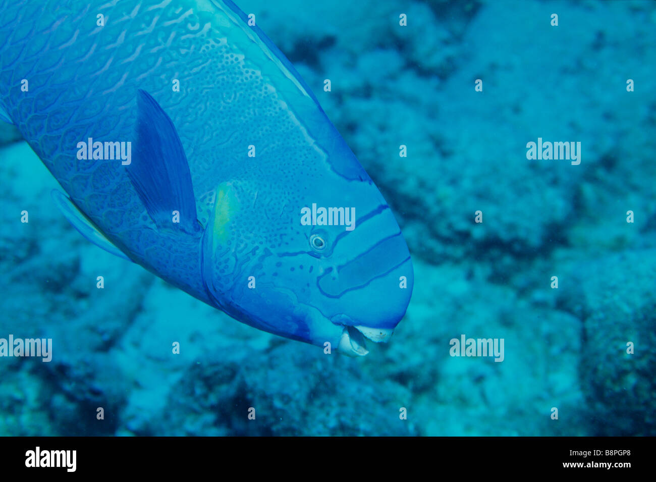 Gros plan de poisson perroquet bleu Banque de photographies et d’images ...