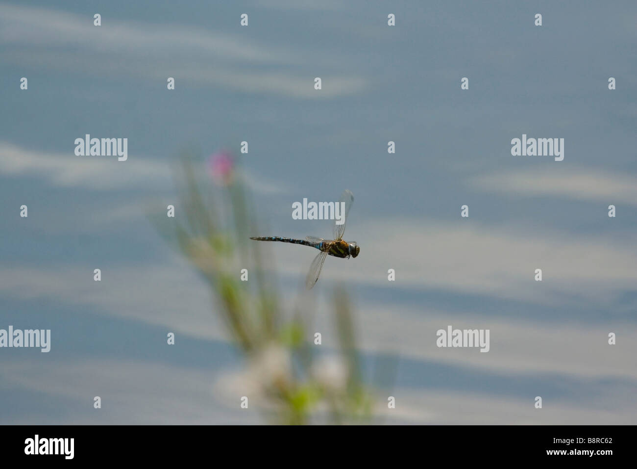 Libellule en vol Banque de photographies et d’images à haute résolution ...