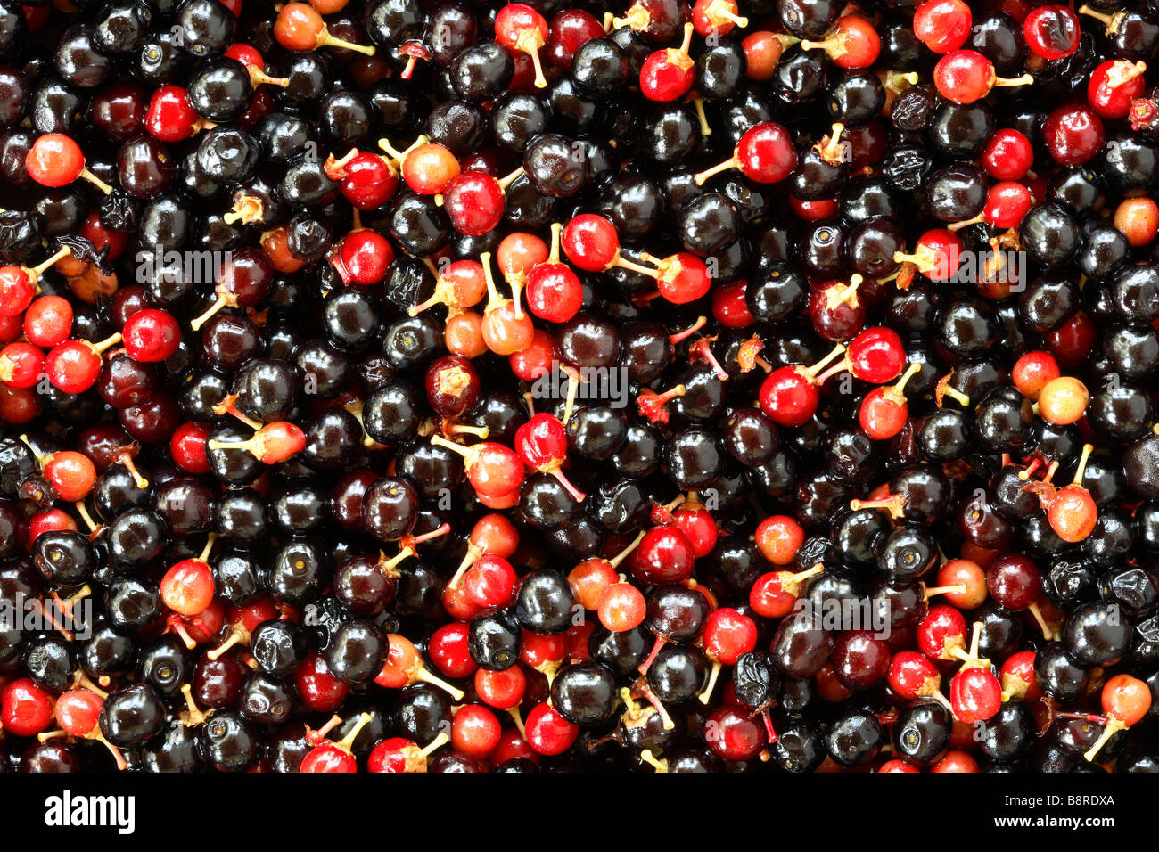 Close up sur la masse des petits fruits rouges et noirs de cerise noire ...