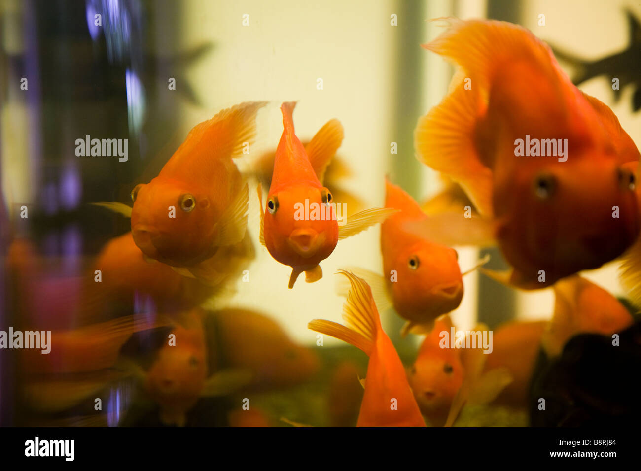 Goldfish / poisson doré nageant dans un aquarium d'eau froide Photo ...