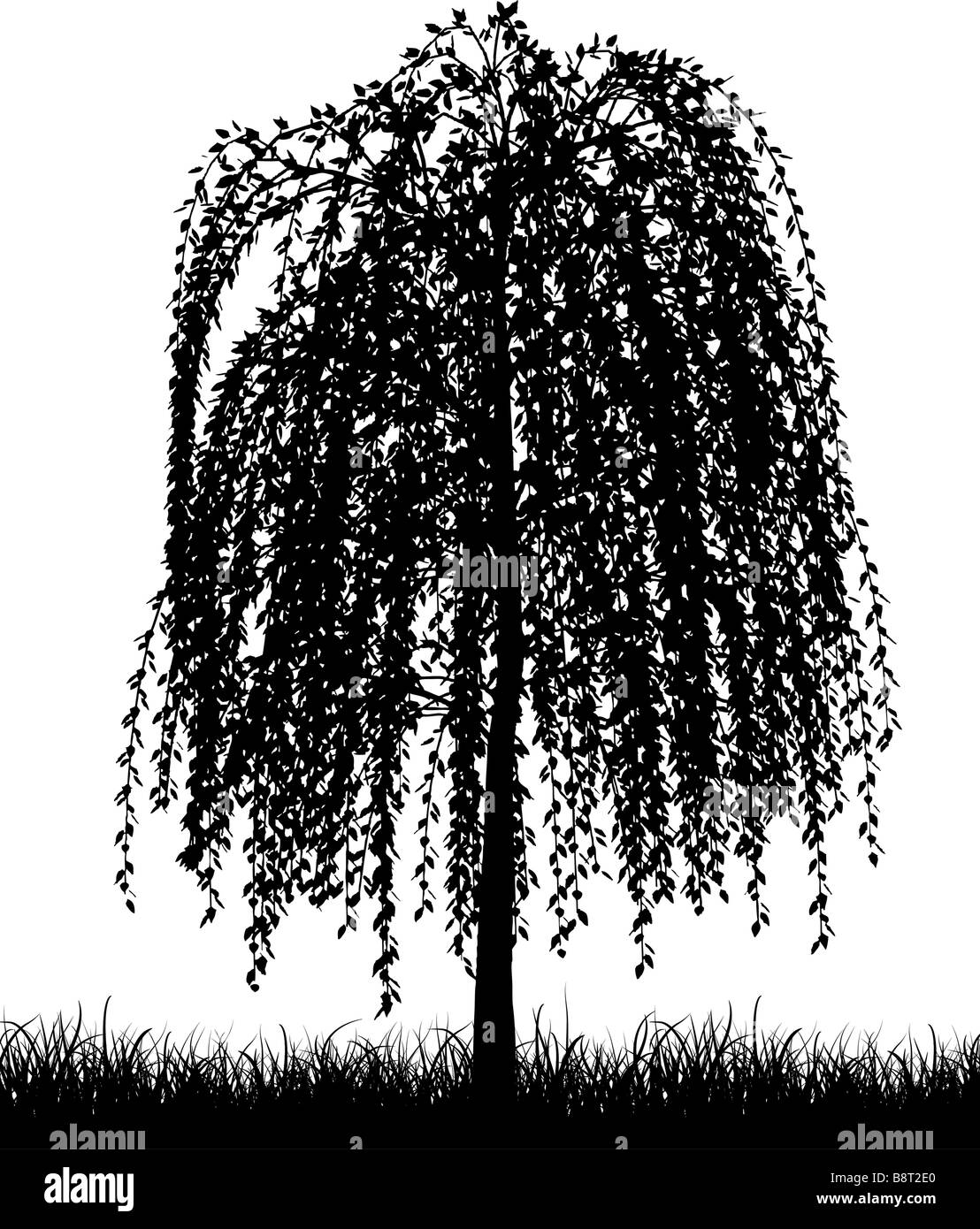 Saule pleureur illustration Banque de photographies et d’images à haute ...