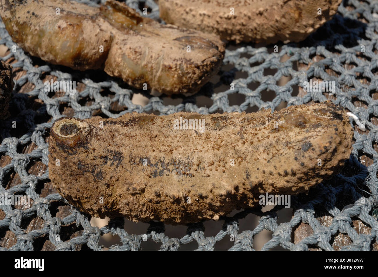 Concombre de mer sec Banque de photographies et d’images à haute ...