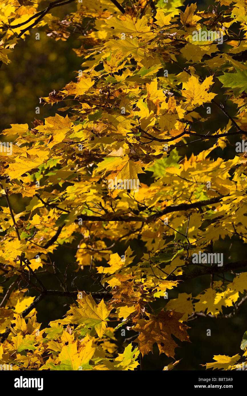 Schéma des branches avec des feuilles d'érable jaune d'automne Photo ...
