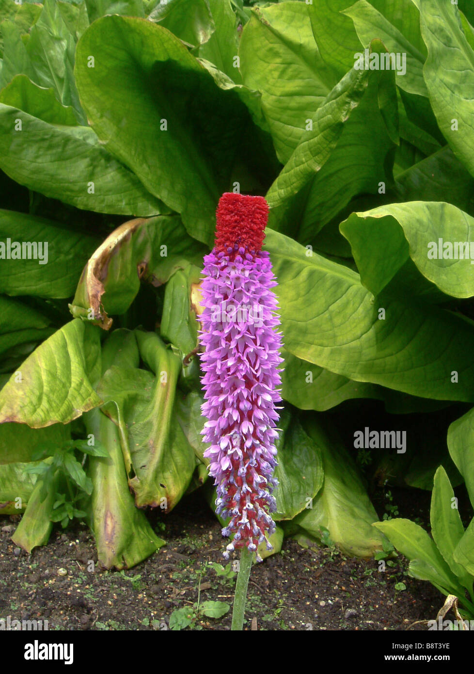 Primula vialii flowers Banque de photographies et d’images à haute ...