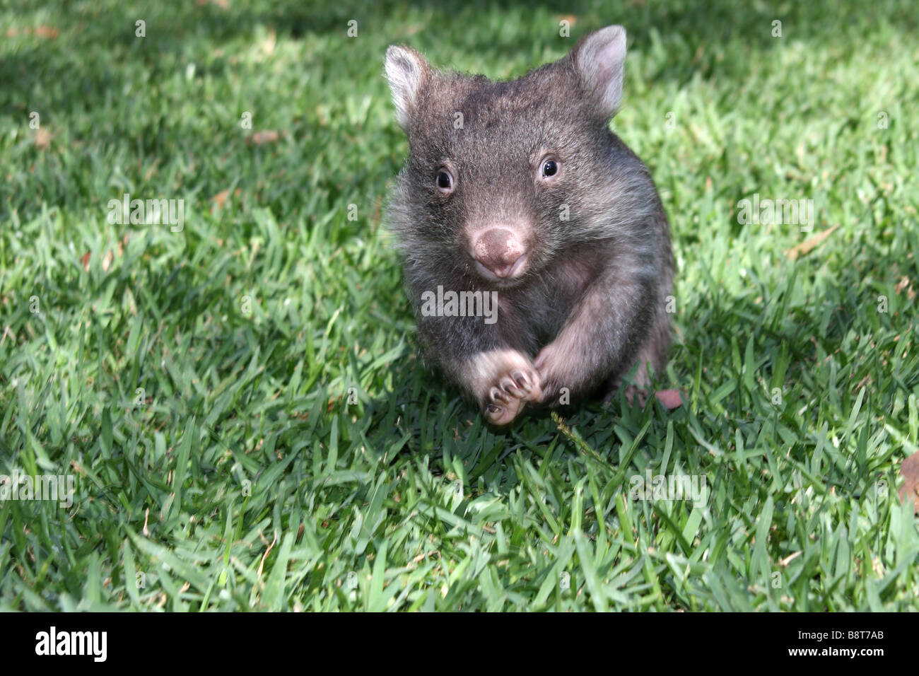Bébé wombat captifs en marche Photo Stock - Alamy