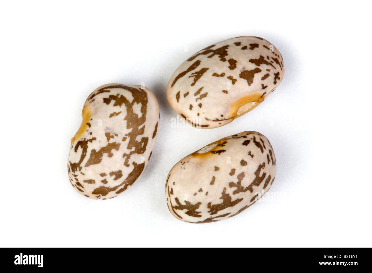 Haricots pinto Banque de photographies et d’images à haute résolution ...