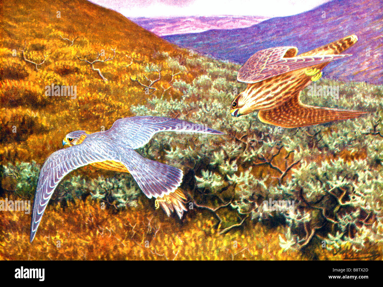 Le Merlin (Falco columbarius), vieux mâle et femelle, illustré par Olof ...