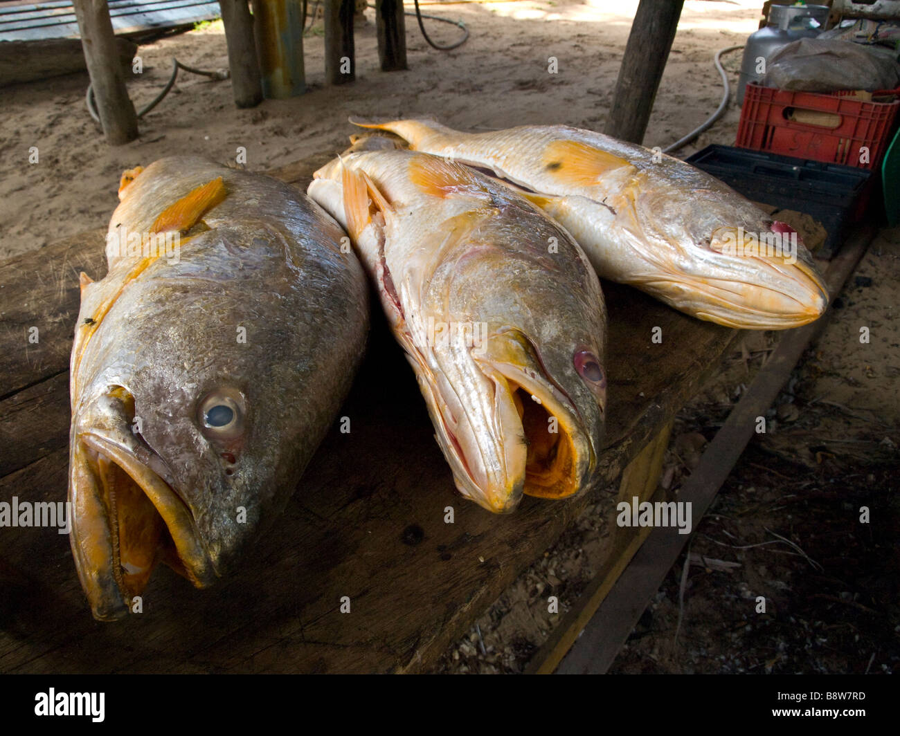 Lencois maranhenses national park fish Banque de photographies et d ...