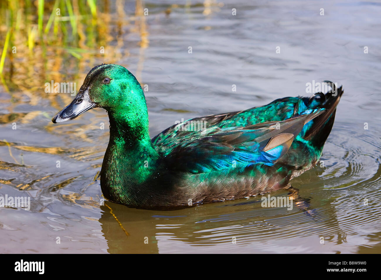 Canard Cayuga 1 Photo Stock - Alamy