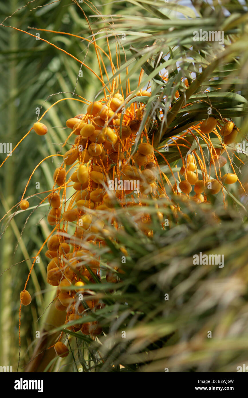 Arbre de dattes avec des fruits Banque de photographies et d’images à ...