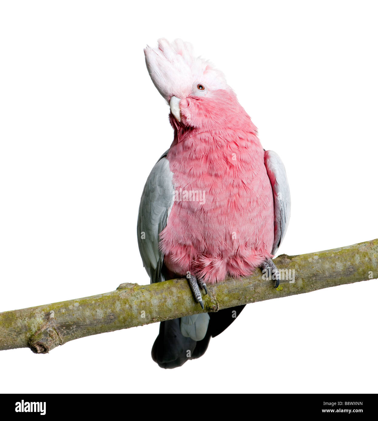 Perruche rose Banque d'images détourées - Alamy