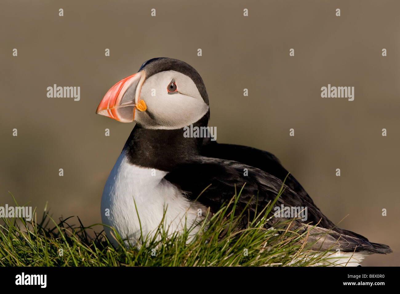 Fratercula arctica adulte macareux moine atlantique Banque de ...