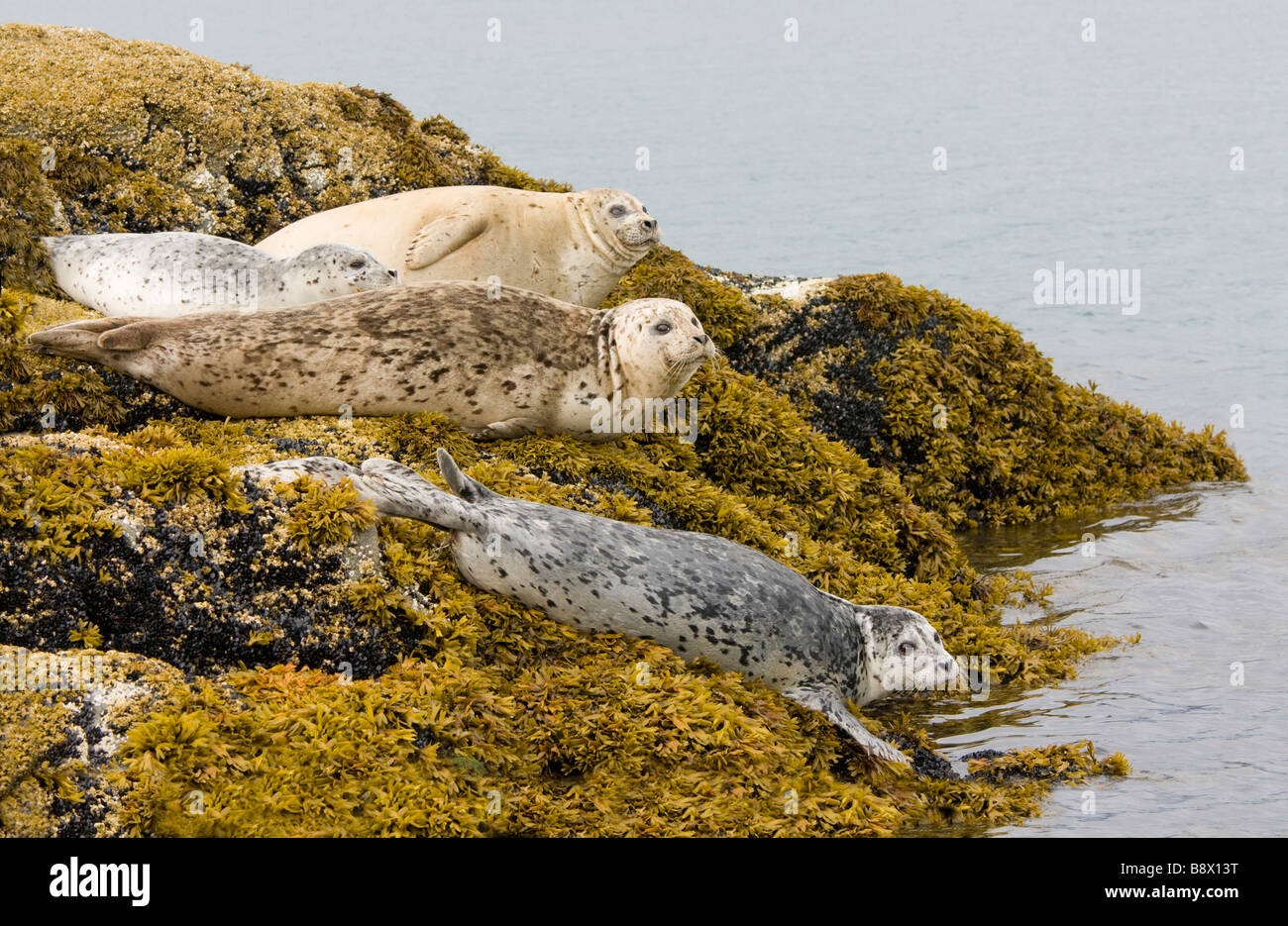 Trois phoques sur un rocher Banque de photographies et d’images à haute ...