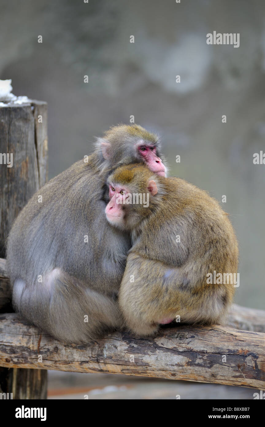 Couple de singe Banque de photographies et d’images à haute résolution ...