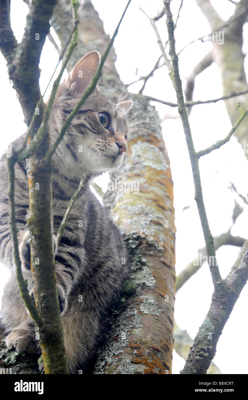 Chat dans un arbre Banque de photographies et d’images à haute ...