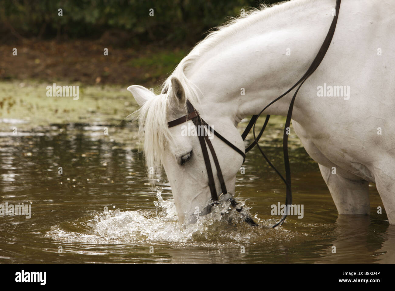 Arabian horse standing water Banque de photographies et d’images à ...