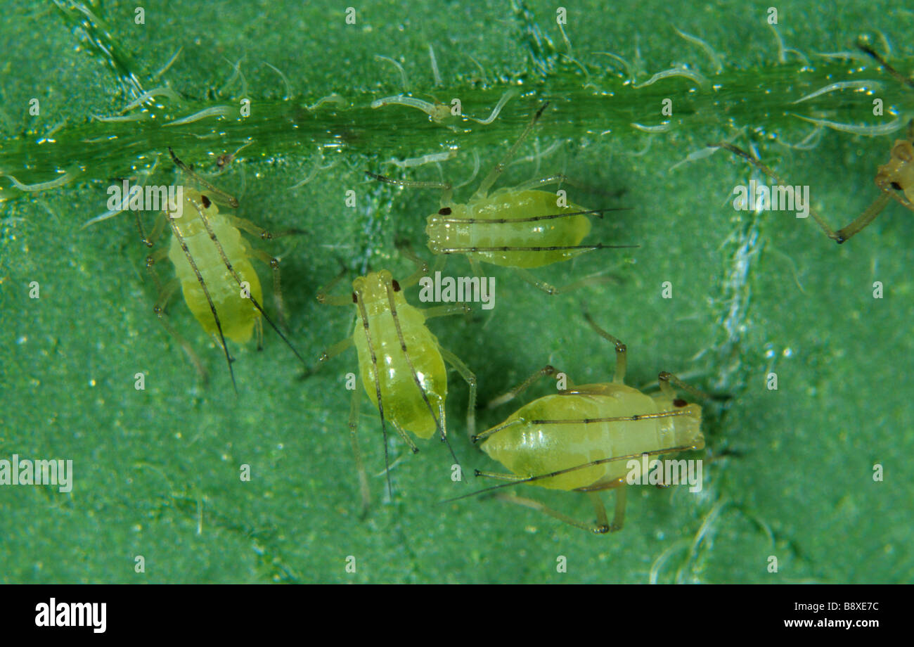 Les pucerons de la pomme de terre sous serre Aulacorthum solani sur une ...