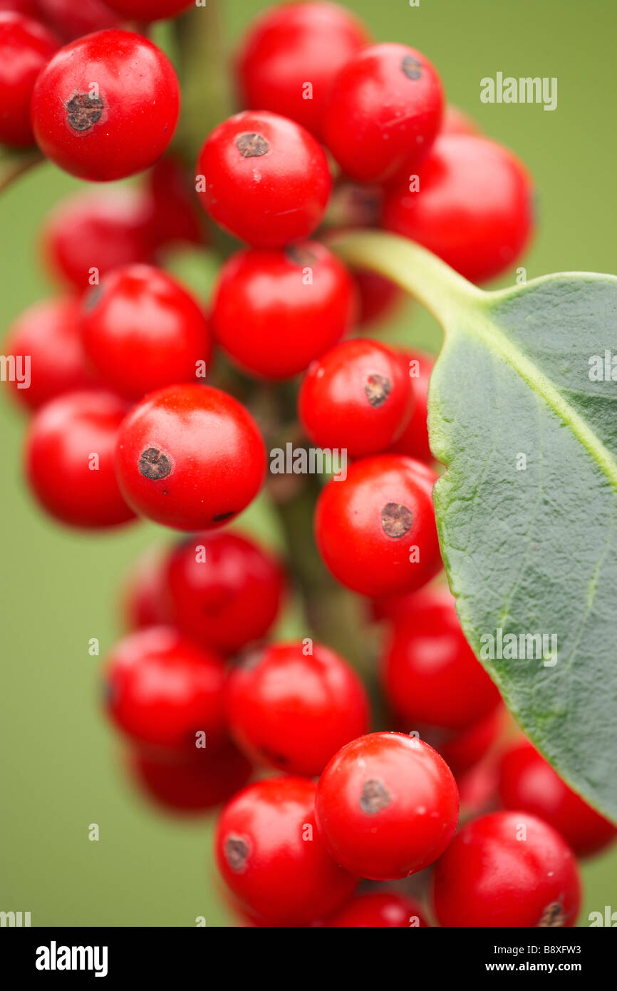 Houx commun, de houx (Ilex aquifolium), variété : Pyramidalis, twig aux ...