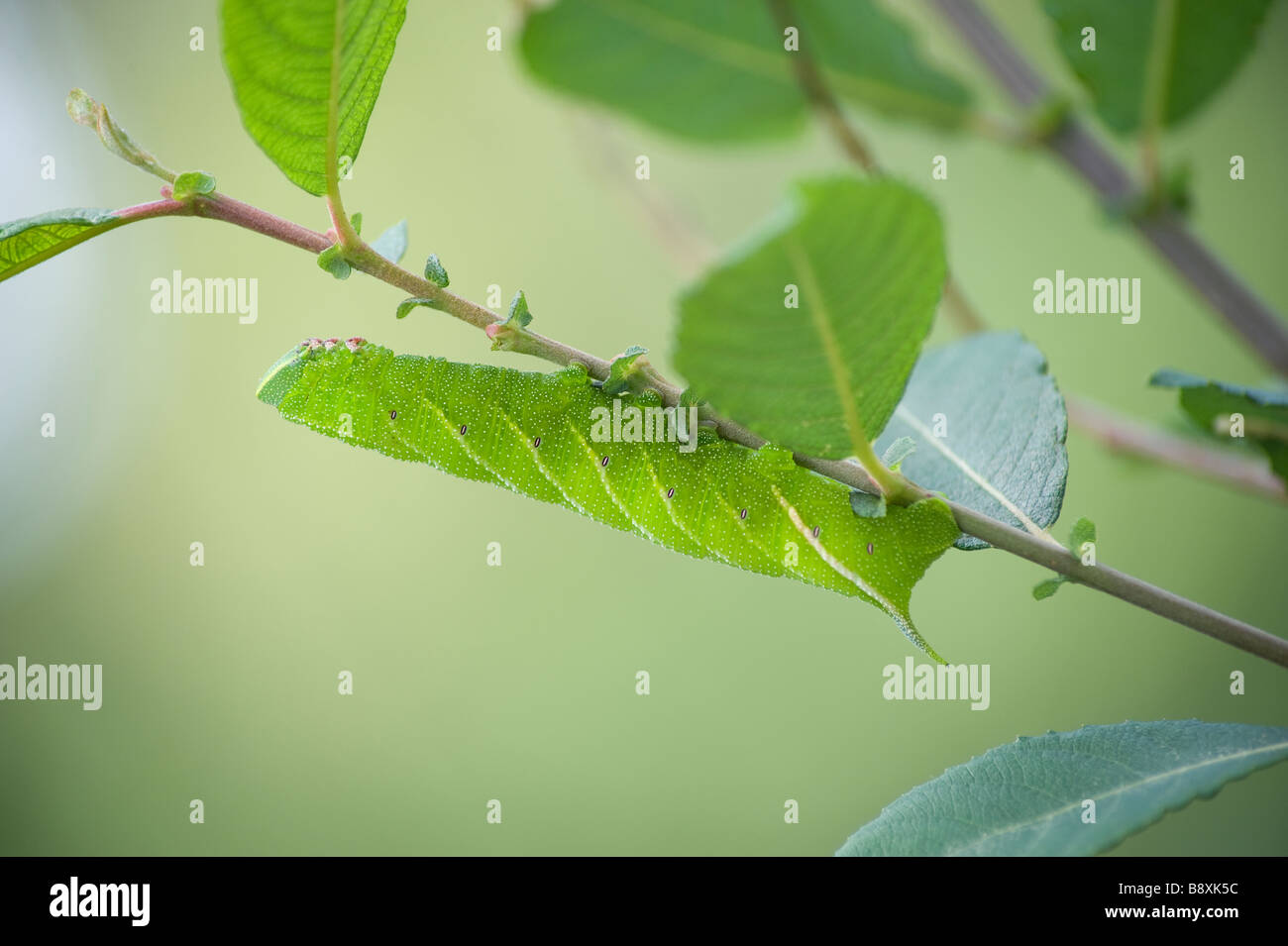 Chenille hawkmoth aux yeux Banque de photographies et d’images à haute ...