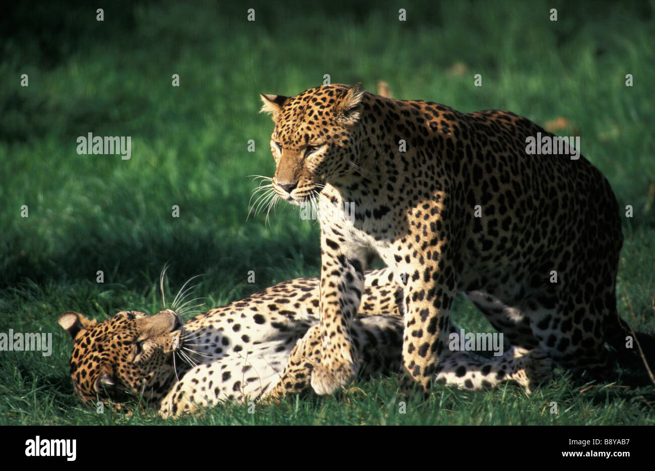 Accouplement des animaux Banque de photographies et d’images à haute ...
