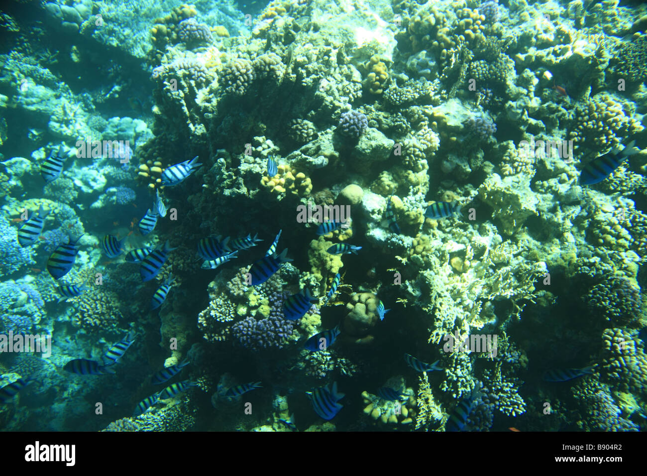 Vie sous marine Banque de photographies et d’images à haute résolution ...