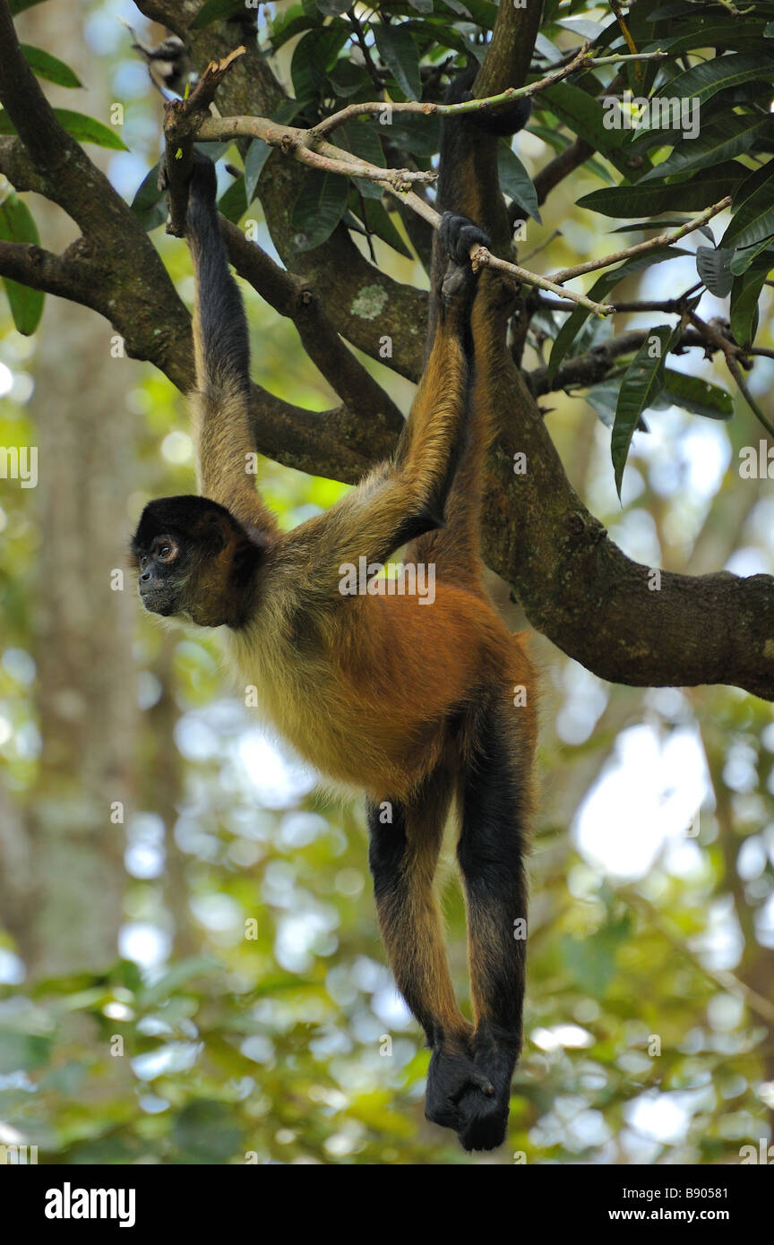 Singe araignée Banque de photographies et d’images à haute résolution ...
