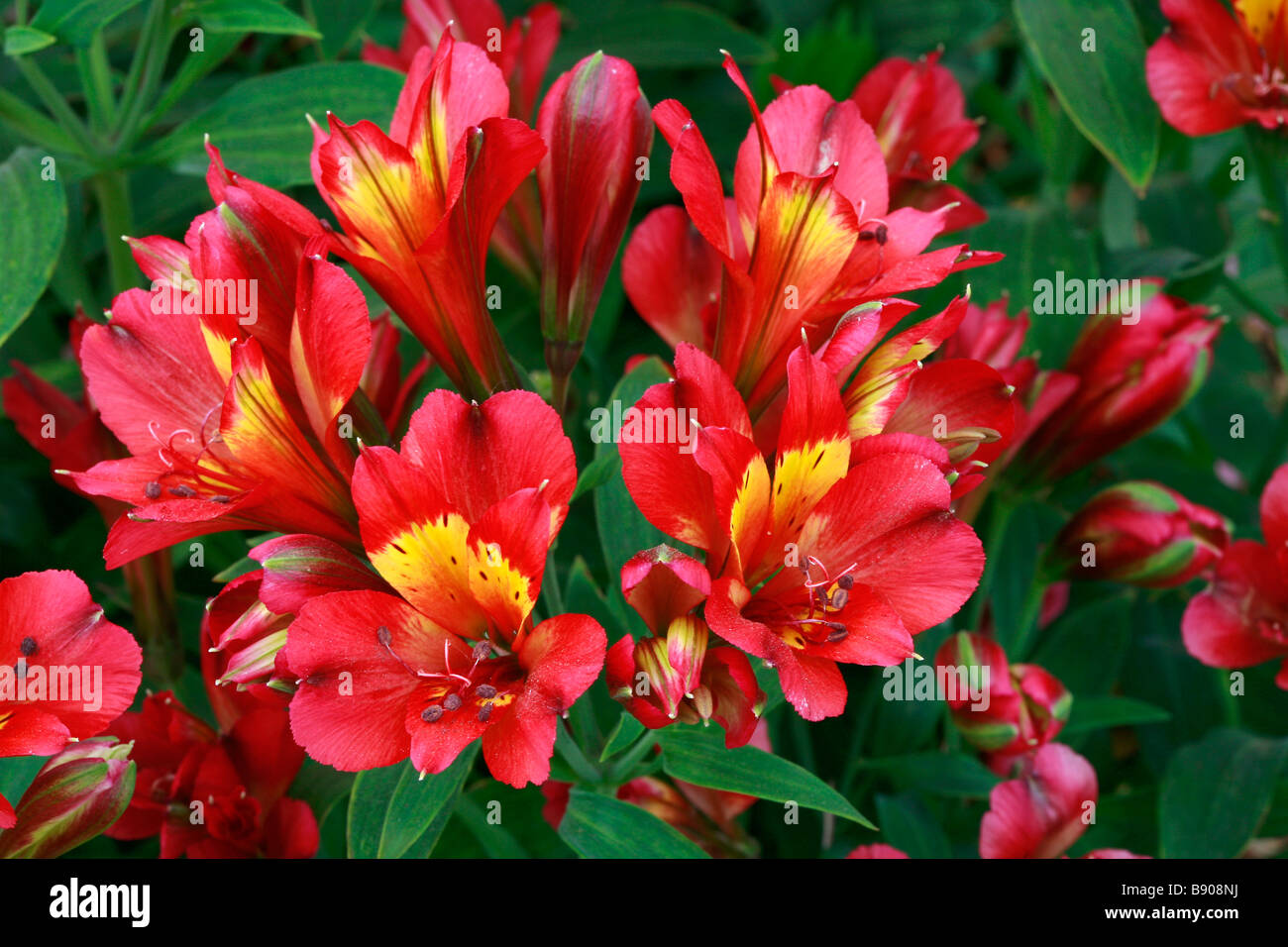 Alstroemeria inca Banque de photographies et d’images à haute ...