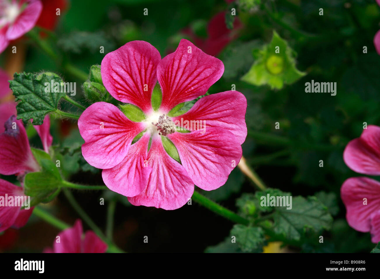 Anisodontea capensis Banque de photographies et d’images à haute ...
