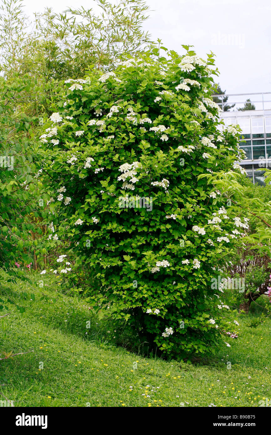 Viburnum trilobum Banque de photographies et d’images à haute ...