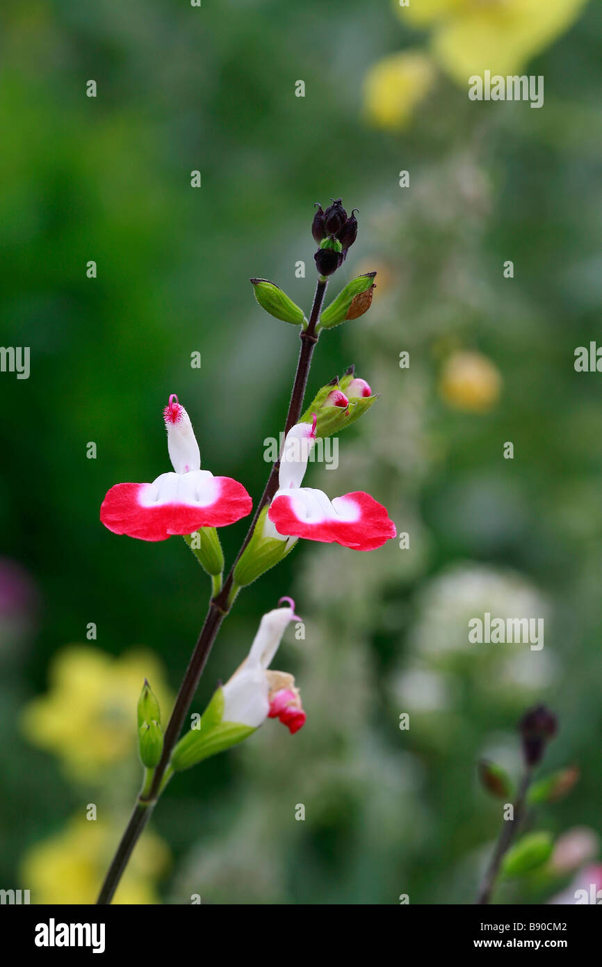 Salvia microphylla hot lips Banque de photographies et d’images à haute ...