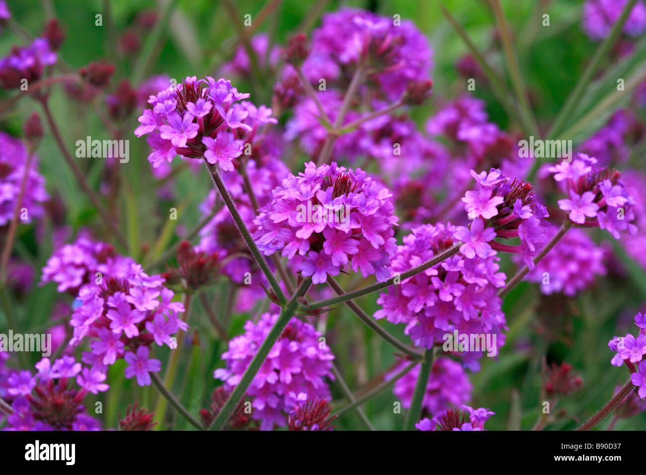Verbena rigida Banque de photographies et d’images à haute résolution ...