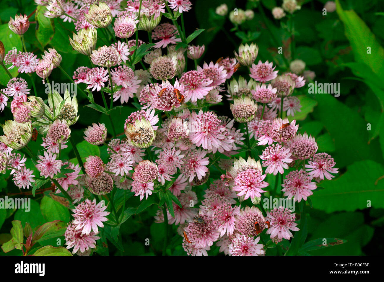 Astrantia major roma Banque de photographies et d’images à haute ...