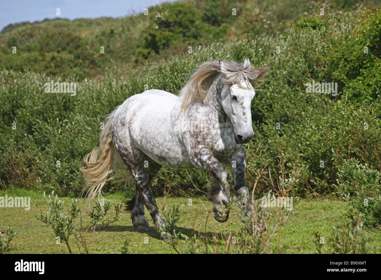 Chevaux de trait percherons Banque de photographies et d’images à haute ...