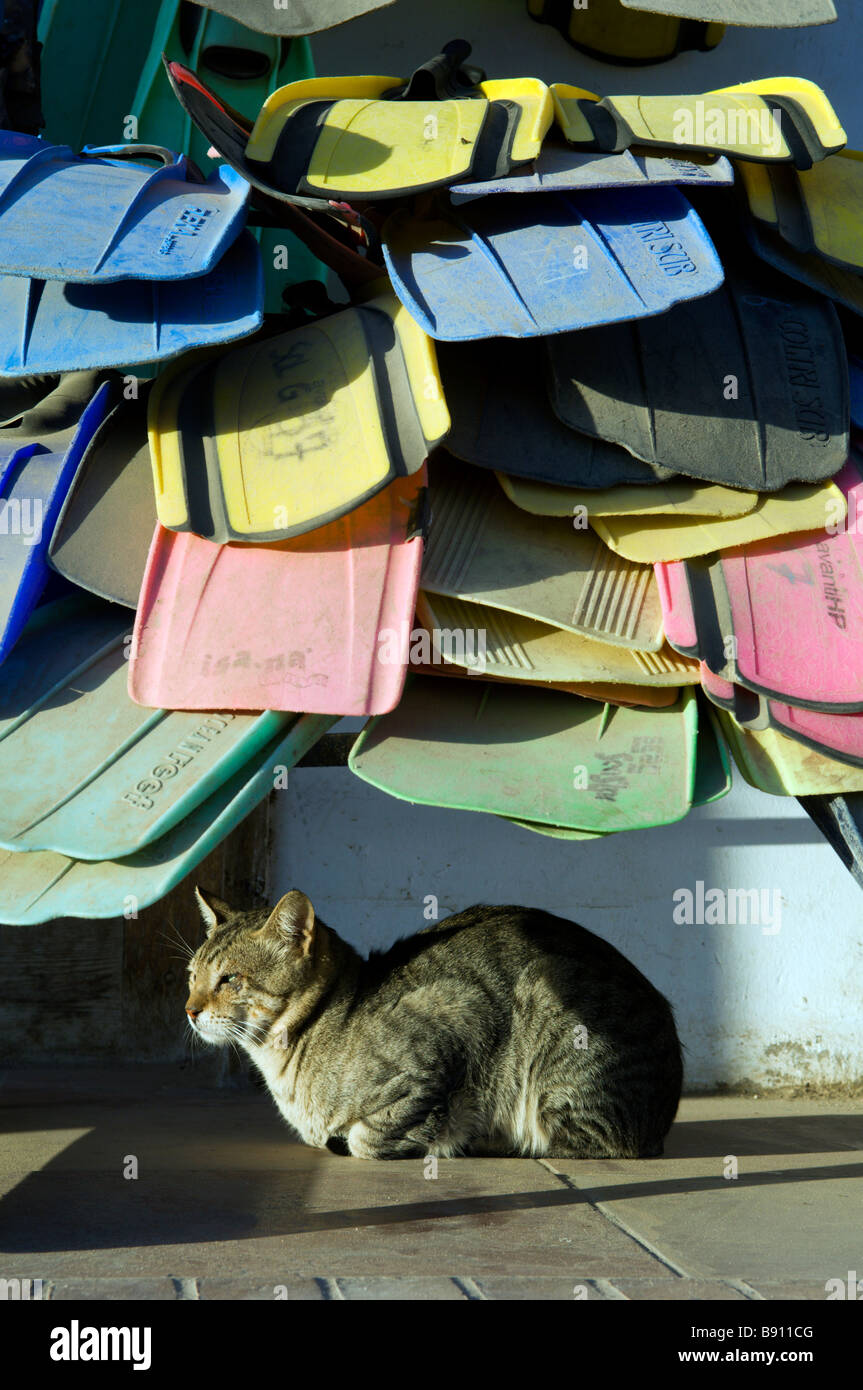 Chat et colombe Banque de photographies et d’images à haute résolution ...