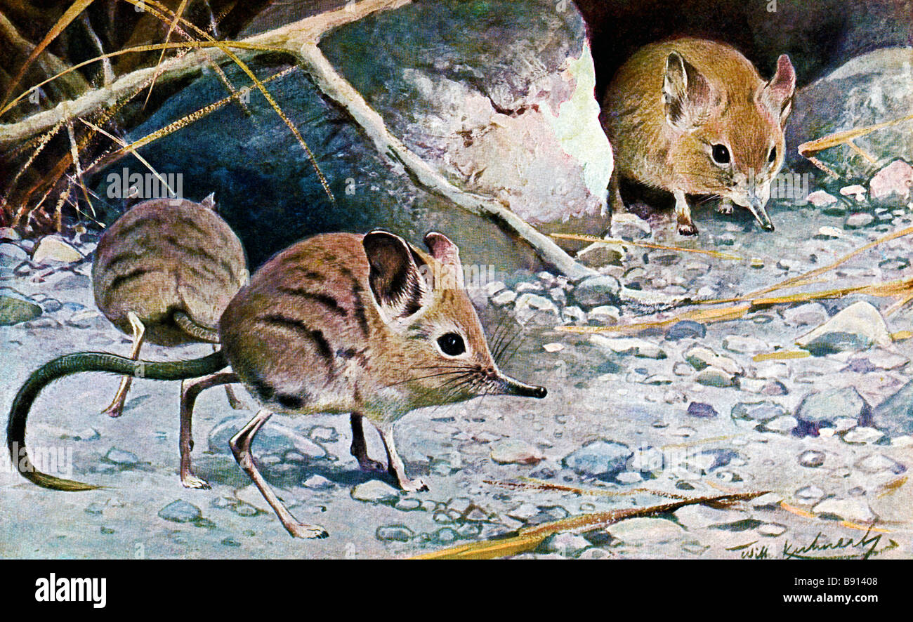 Elephantulus rozeti Banque de photographies et d’images à haute ...