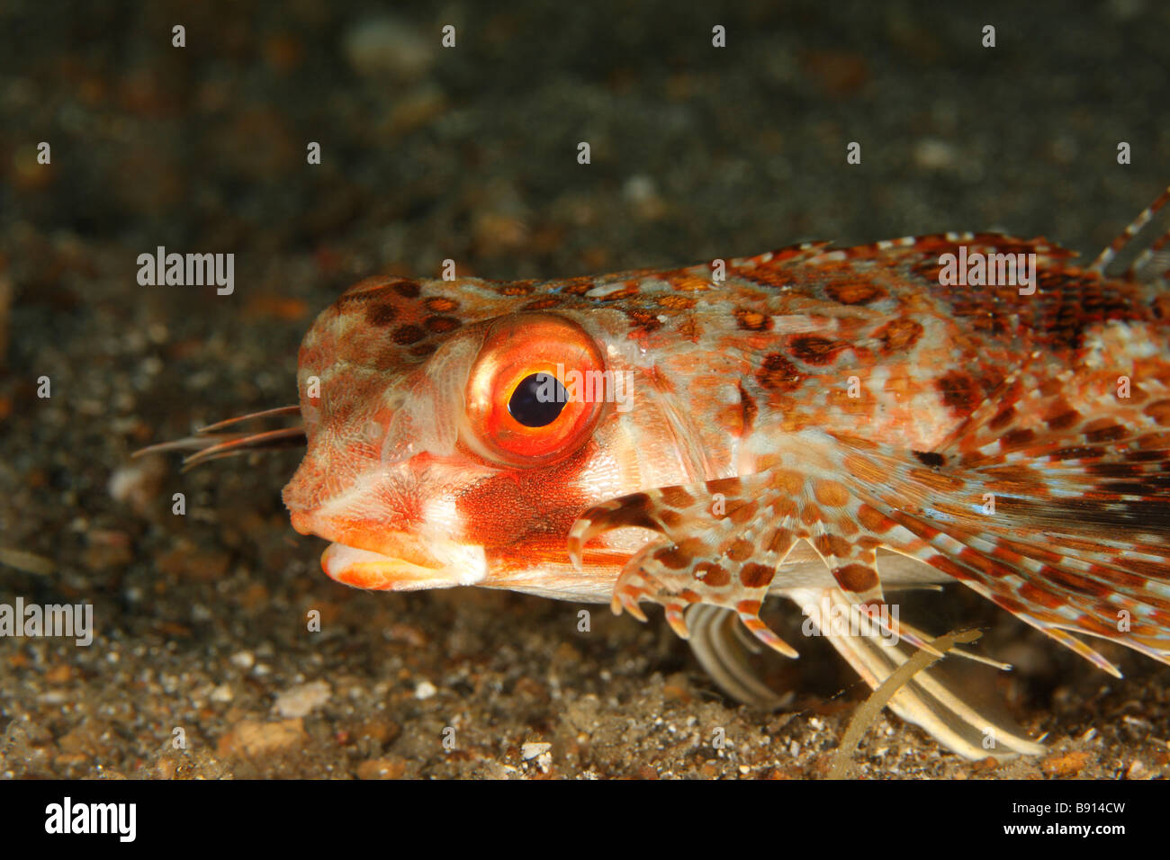 Poisson grondin Banque de photographies et d’images à haute résolution ...