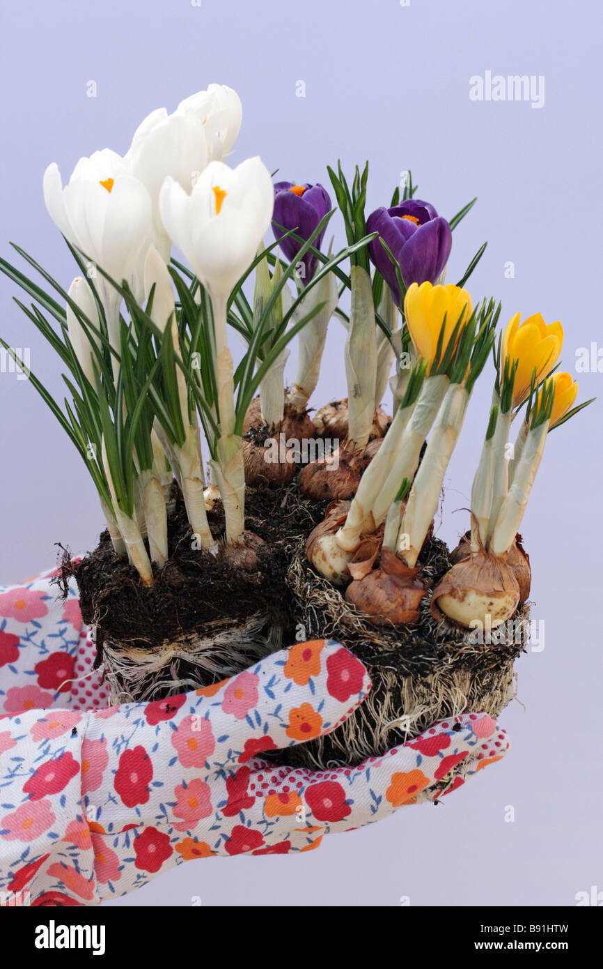 Planter des crocus Banque de photographies et d’images à haute ...