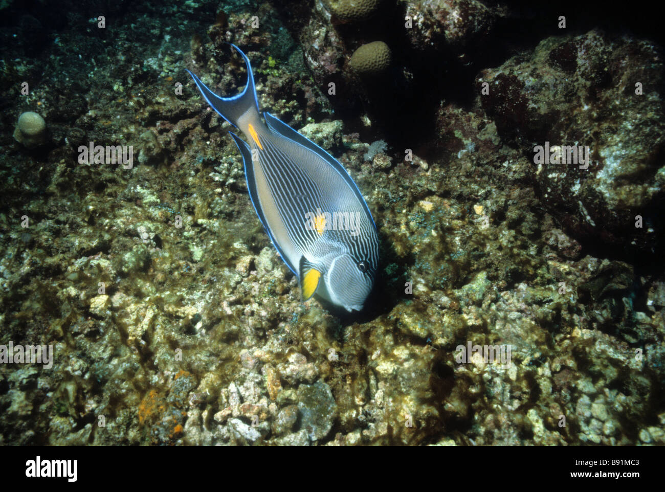 Poisson chirurgien sohal ou clown de mer rouge Banque de photographies ...