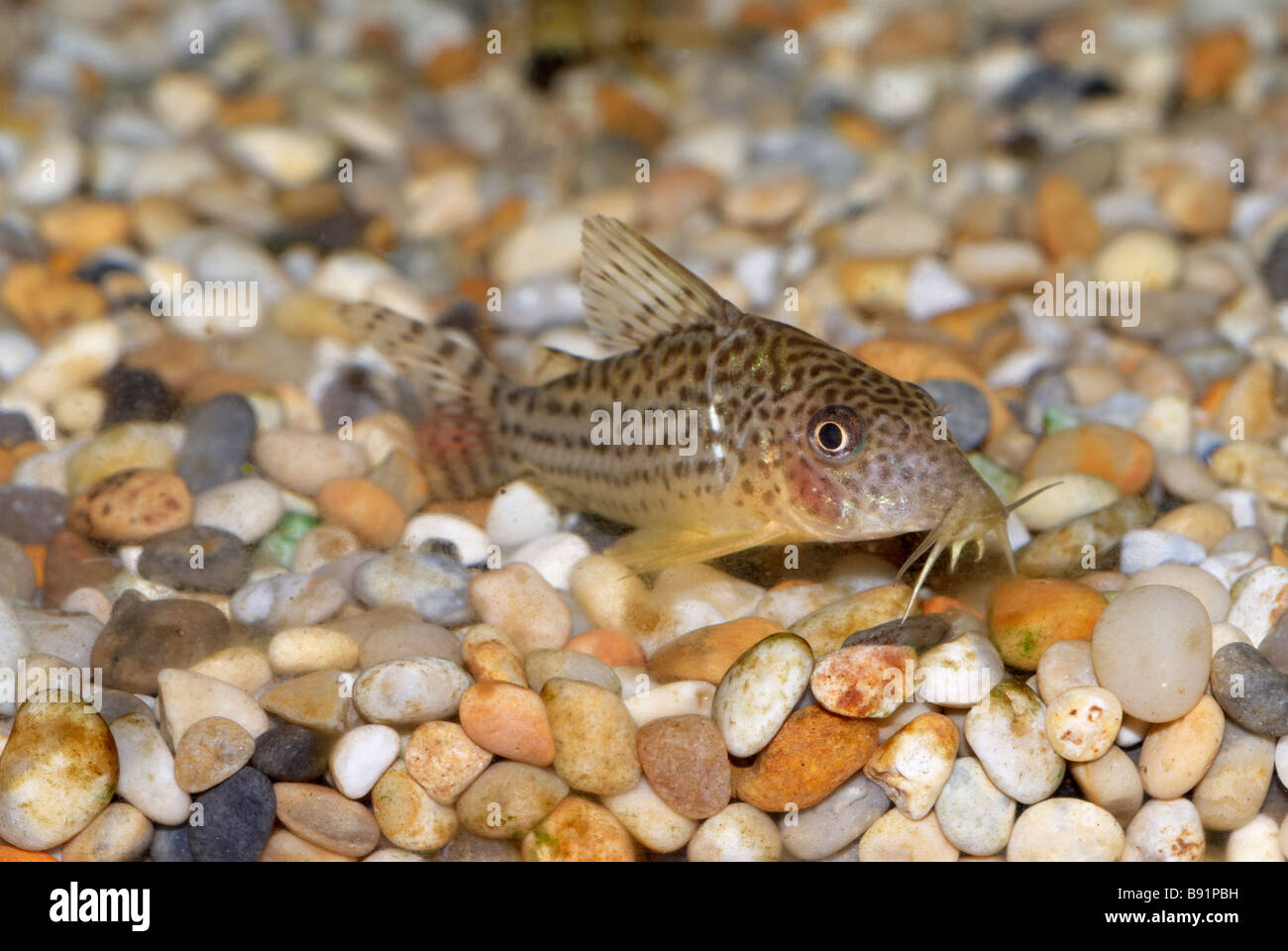 Sterba corydoras Banque de photographies et d’images à haute résolution ...