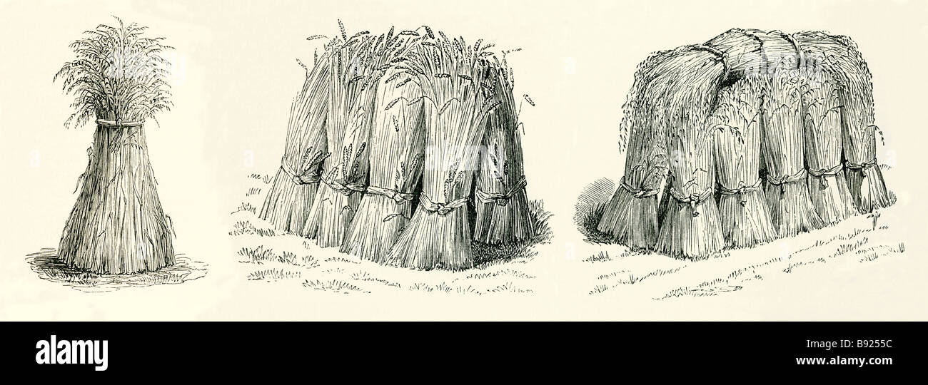 Gerbe de blé Banque de photographies et d’images à haute résolution - Alamy