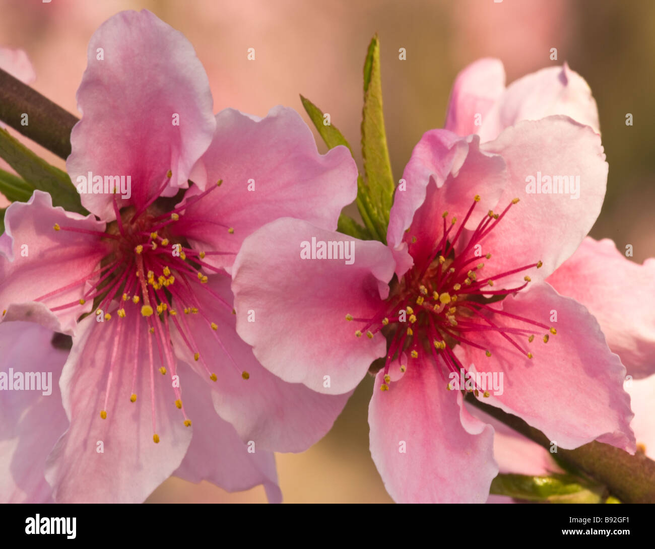 Fleurs de nectarine Banque de photographies et d’images à haute ...