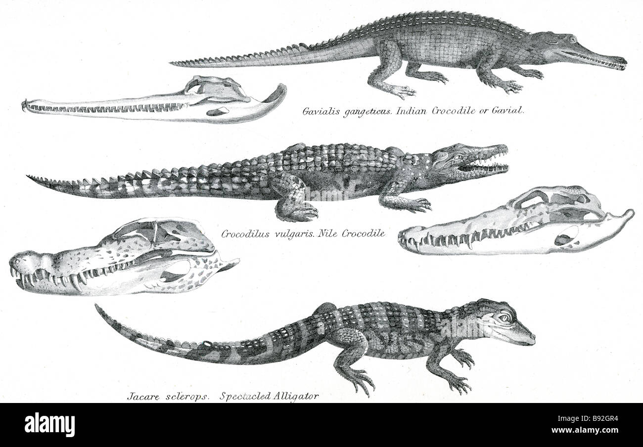 Gavialis crocodilia, gangeticas ou gavial crocodile indien, crocodilus ...