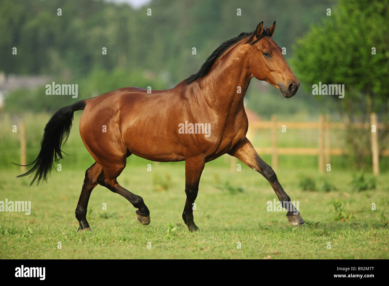 Nonius horses Banque de photographies et d’images à haute résolution ...