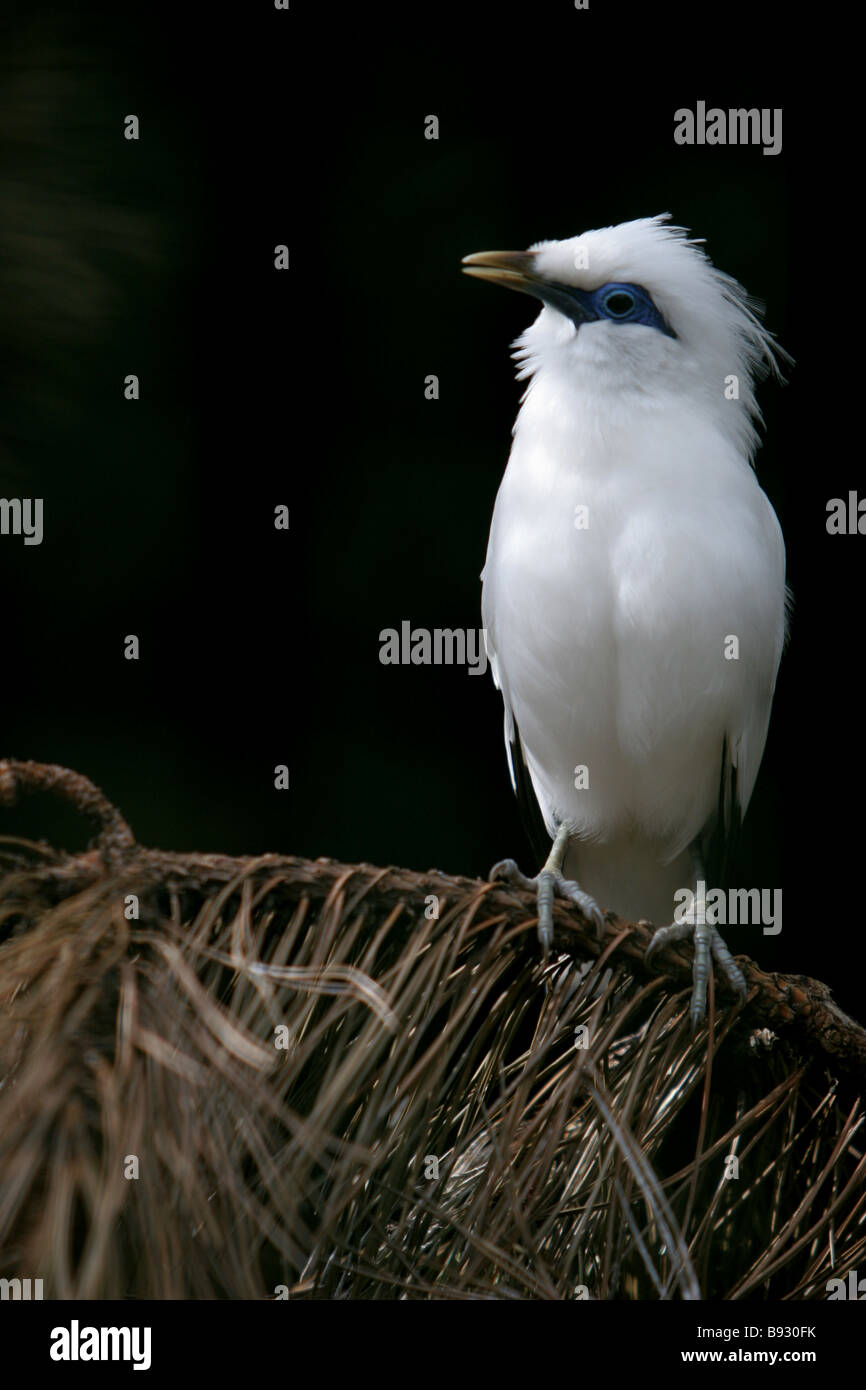 Le corbeau blanc Banque de photographies et d’images à haute résolution ...