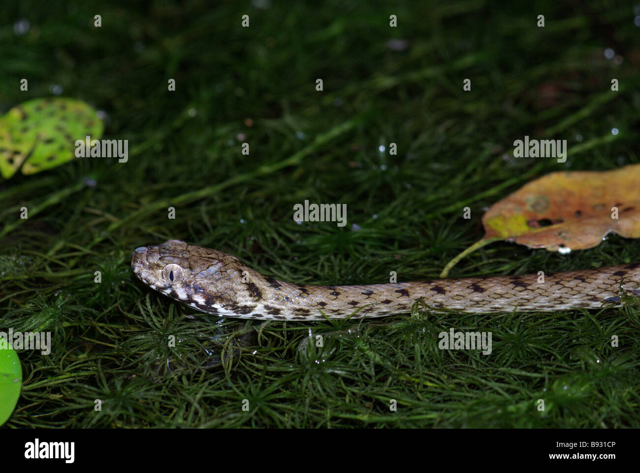Madagascarophis colubrinus snake madagascar Banque de photographies et ...