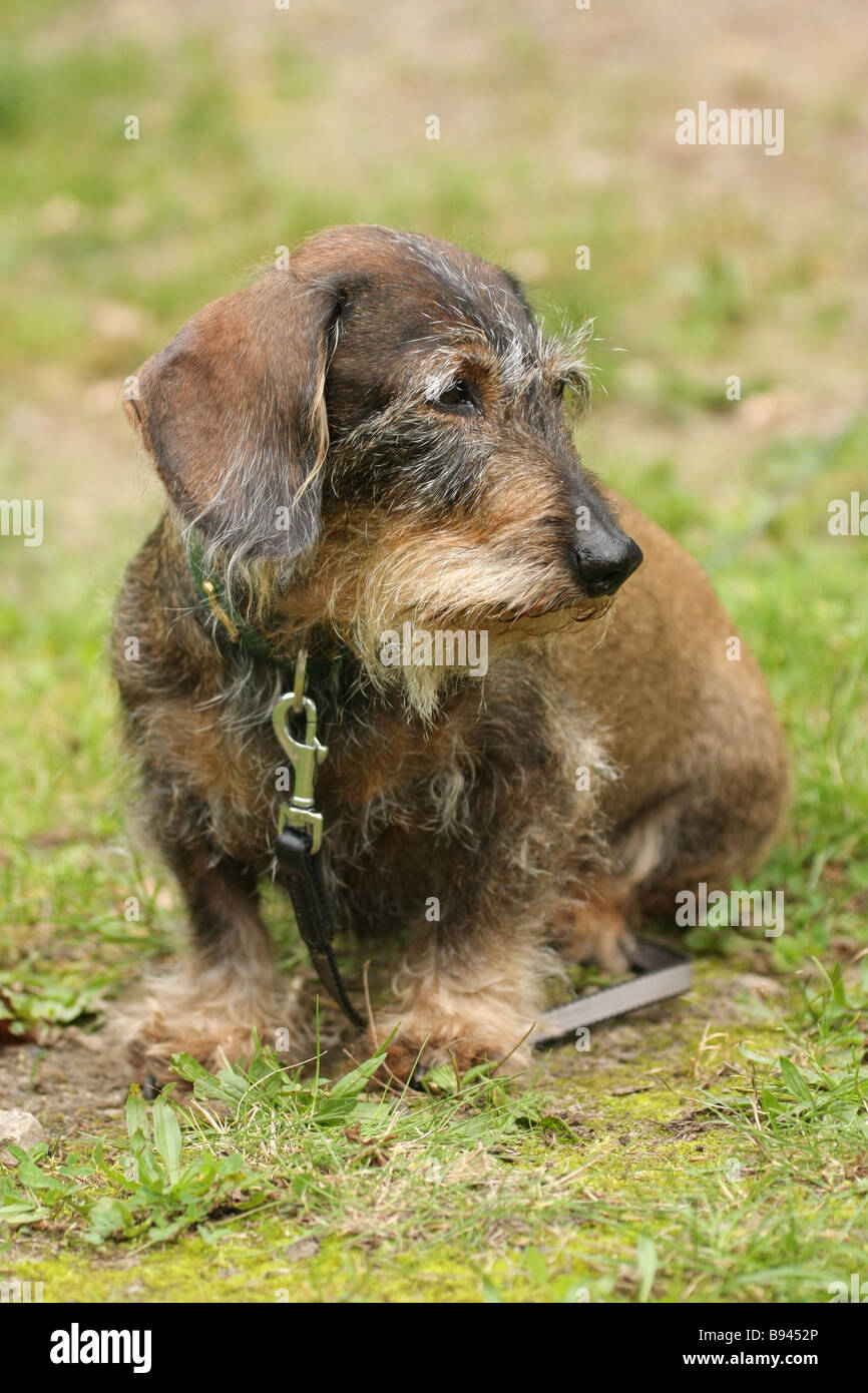 Teckel assis Banque de photographies et d’images à haute résolution - Alamy