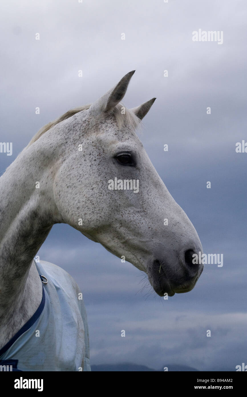 Oreilles de cheval en avant Banque de photographies et d’images à haute ...