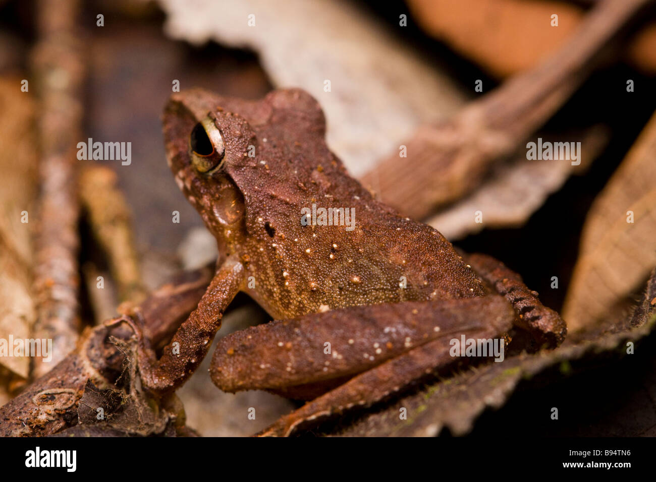 Slim fingered rain frog Banque de photographies et d’images à haute ...